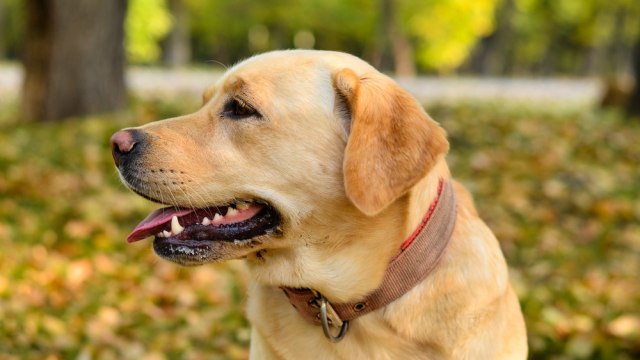 10 najinteligentnijih rasa pasa: Hrabri, poslušni i odani